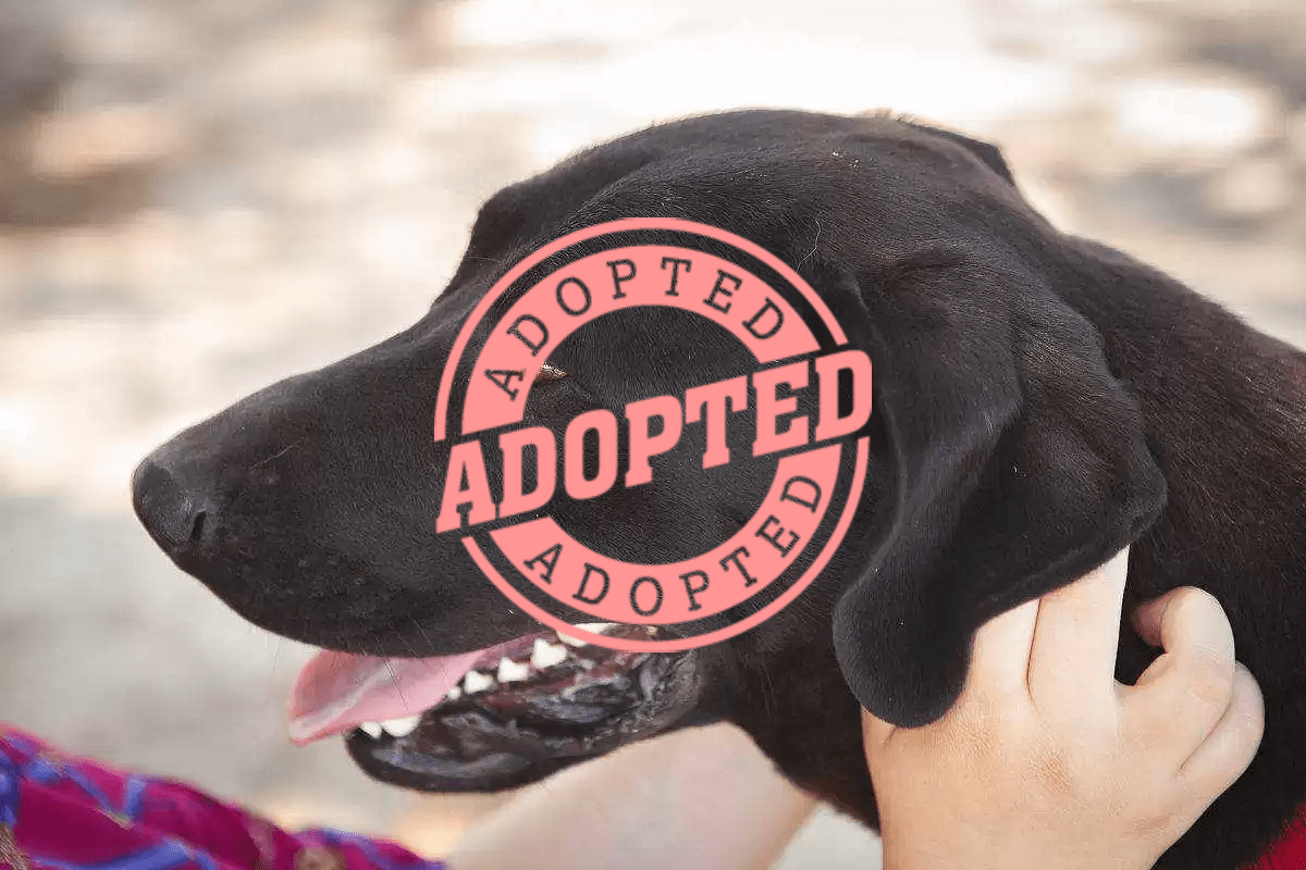 Meet Alpha - SHARE to Help Find a Furever Home - The Rock Bottom Rocker ...