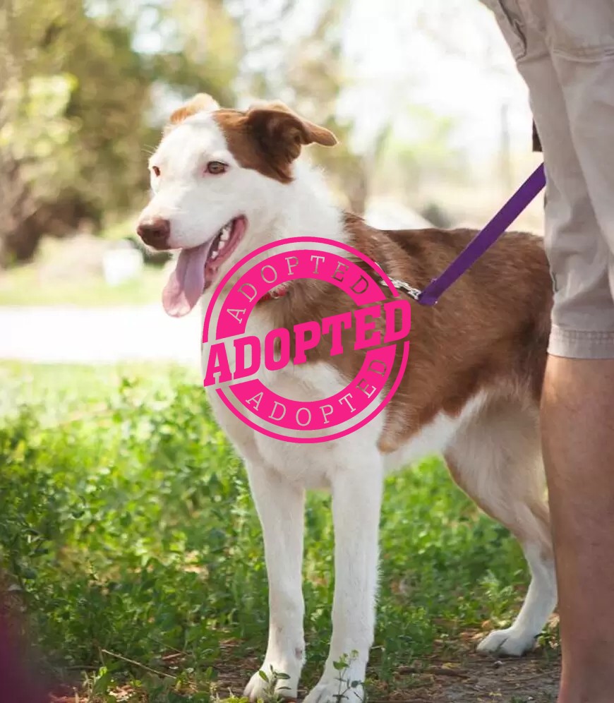 Meet Rozie - The Rock Bottom Rocker Pet Pantry